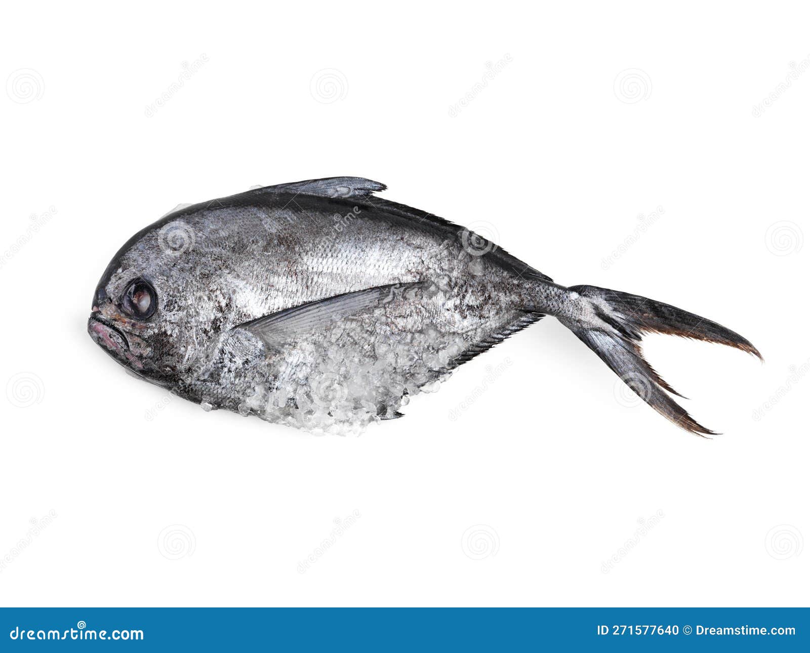 Something Fishy this Way Comes. High Angle Studio Shot of a Whole Fish ...