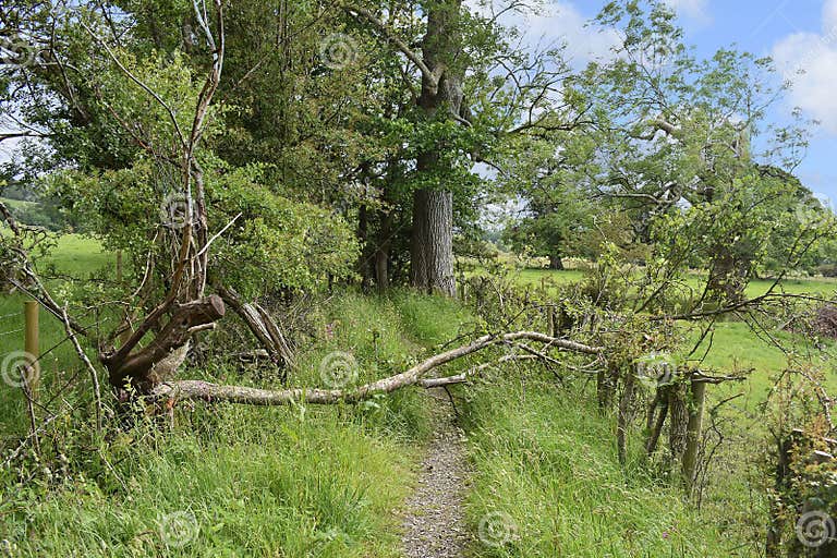 Countryside Path with Tree Obstruction Stock Photo - Image of bush ...