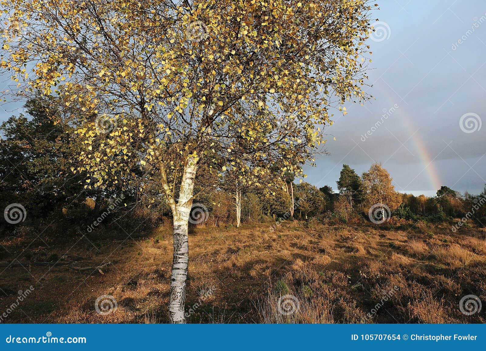 Silver Birch Tree/Betula Pendula Glowing in the Afternoon Light ...