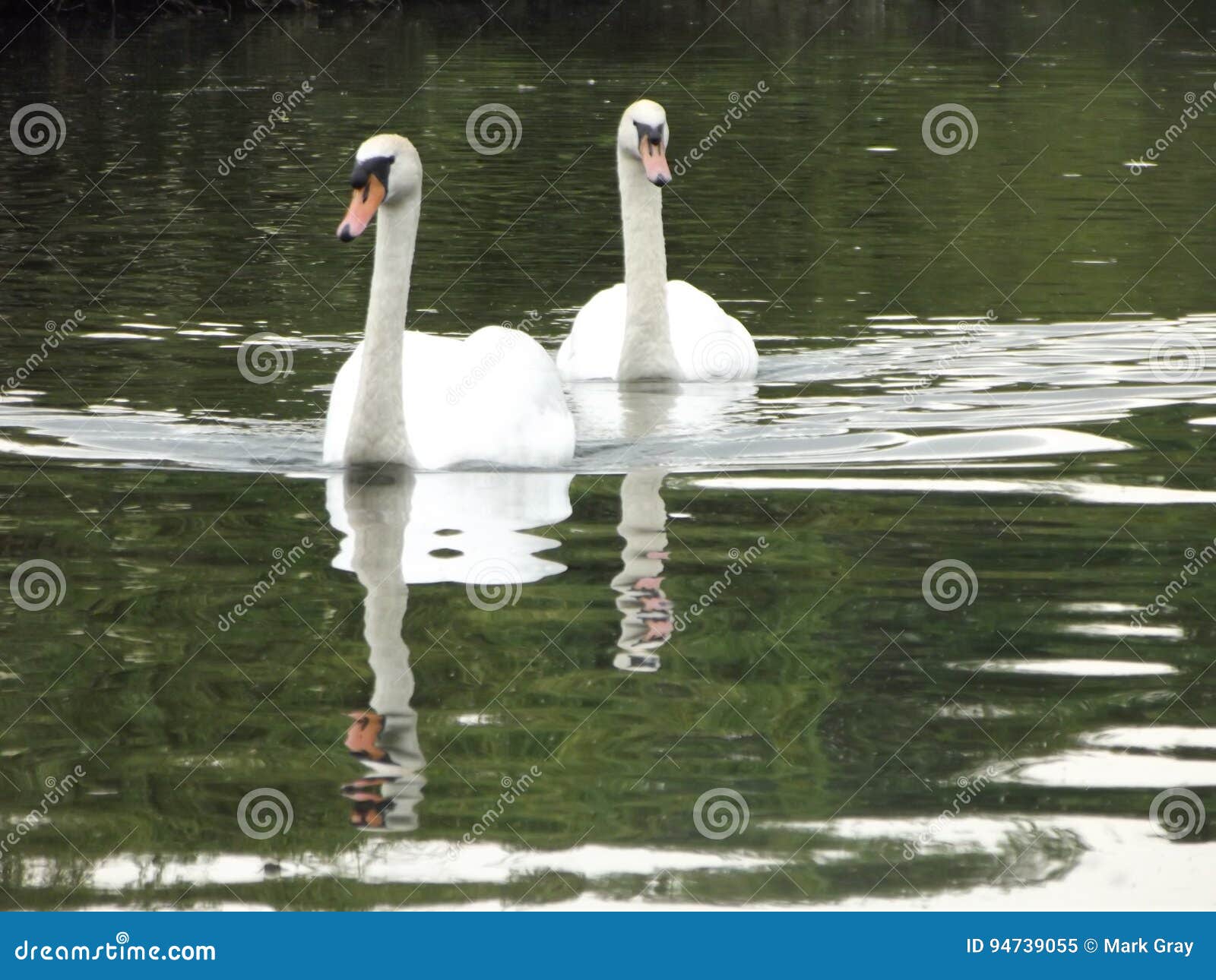 Sommarbad fotografering för bildbyråer. Bild av svans - 94739055