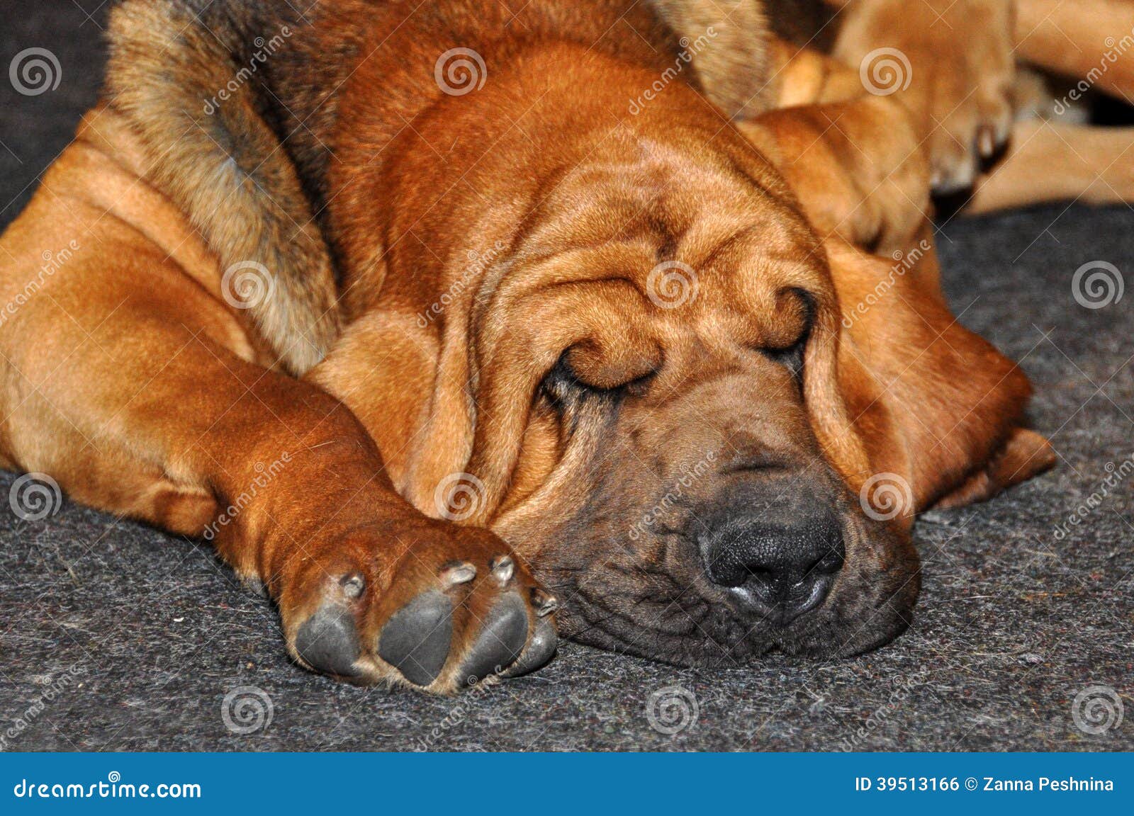 Sommeil de chien de limier photo stock. Image of poilu - 39513166