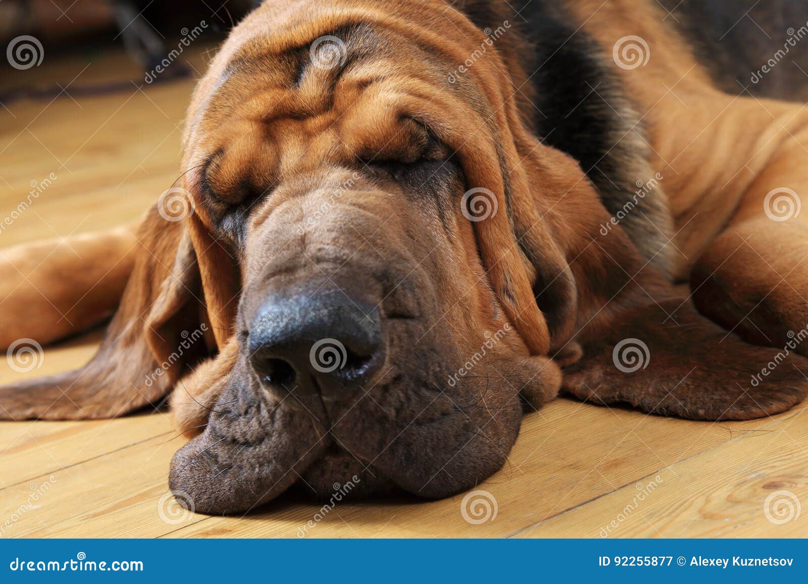 Sommeil de chien de limier image stock. Image du canin - 92255877