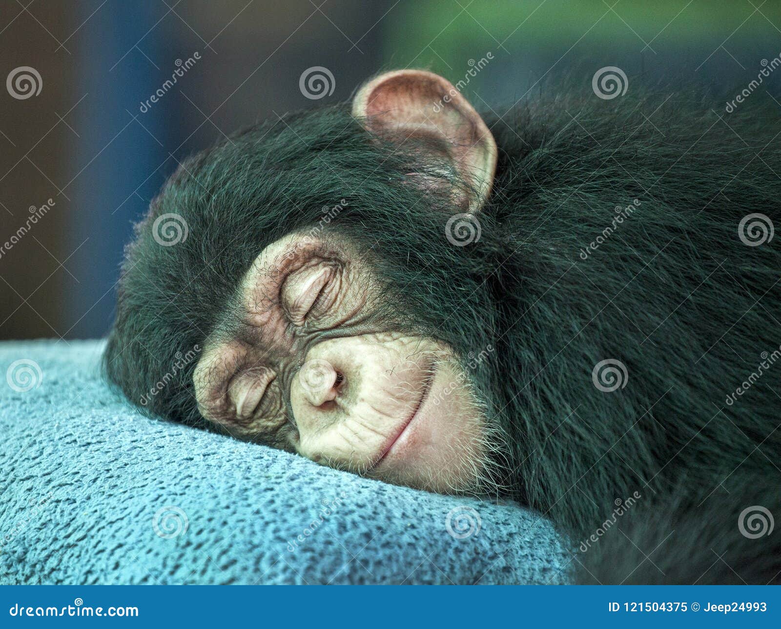 Sommeil Mignon De Chimpanzé Image stock - Image du séance, chimpanzé ...