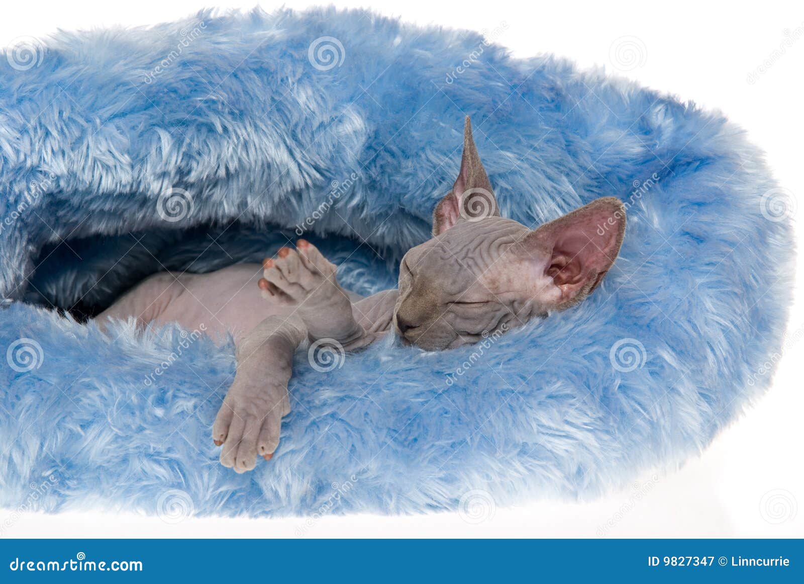 Sommeil Sphynx Chauve Dans Le Bâti Bleu Image stock - Image du chatons ...