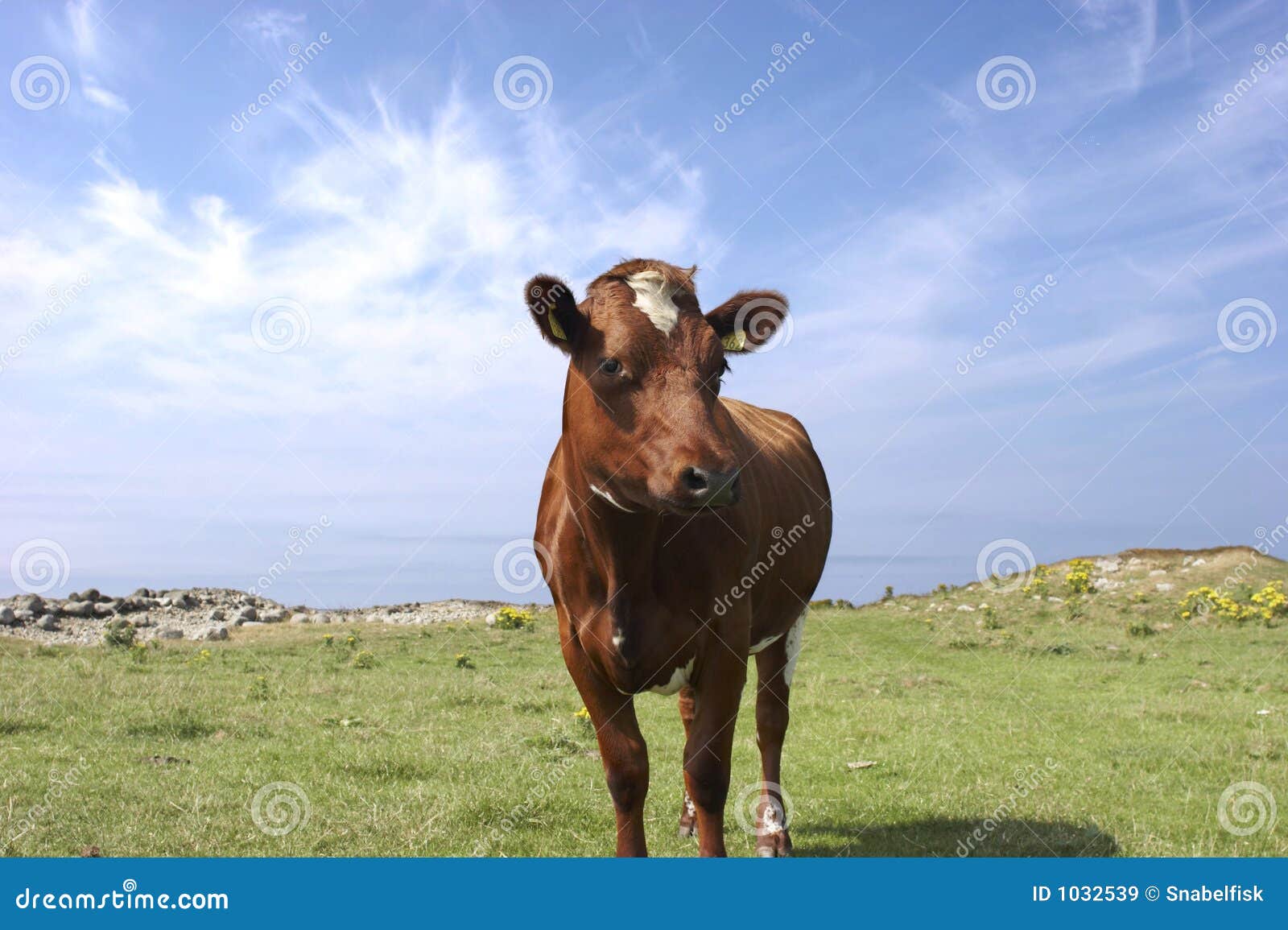 Sommer-Kuh (Braun) stockbild. Bild von draussen, milch - 1032539