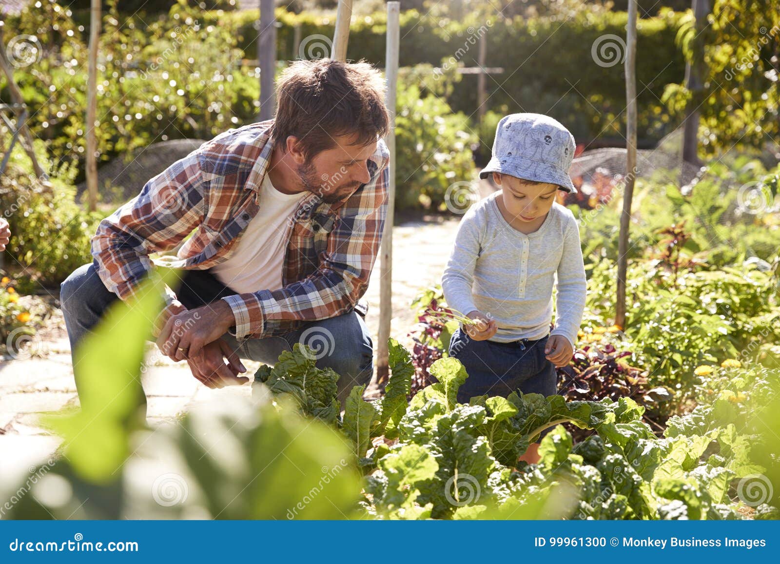 Son Helping Father As they Work on Allotment Together Stock Photo ...