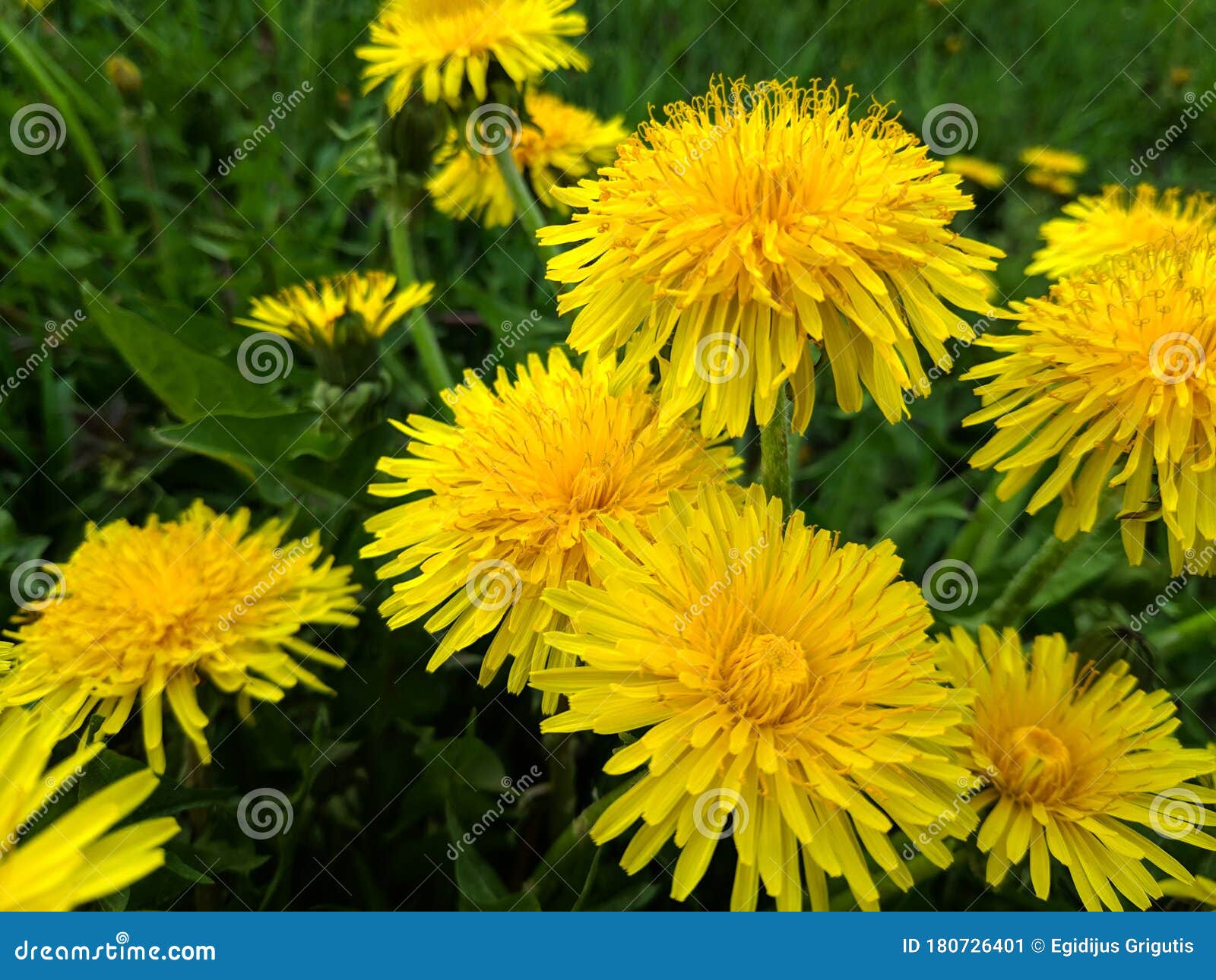 Pienes Stock Photos - Free & Royalty-Free Stock Photos from Dreamstime