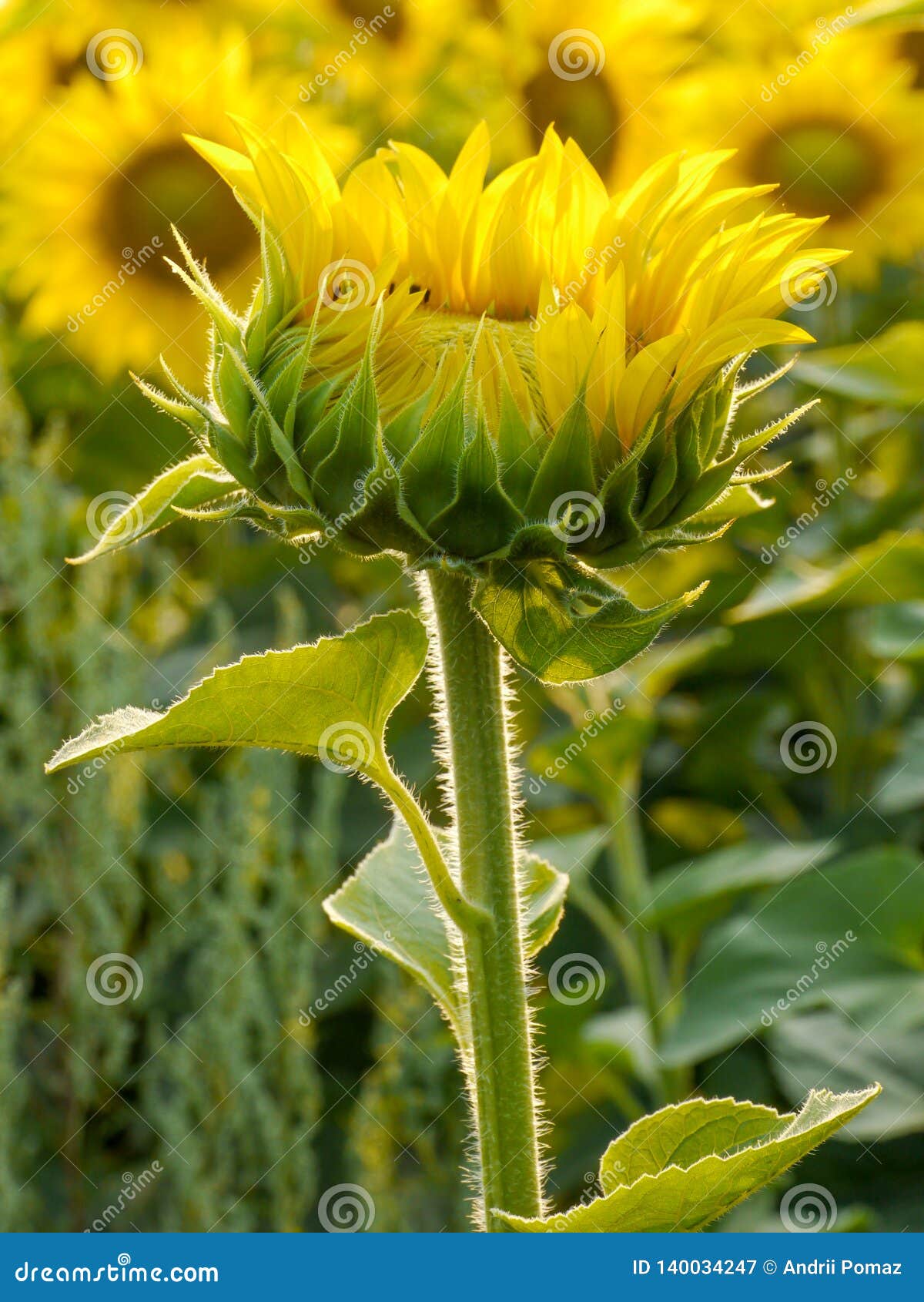 Sonflower Standing Alone at Sunflower Field Stock Image - Image of ...