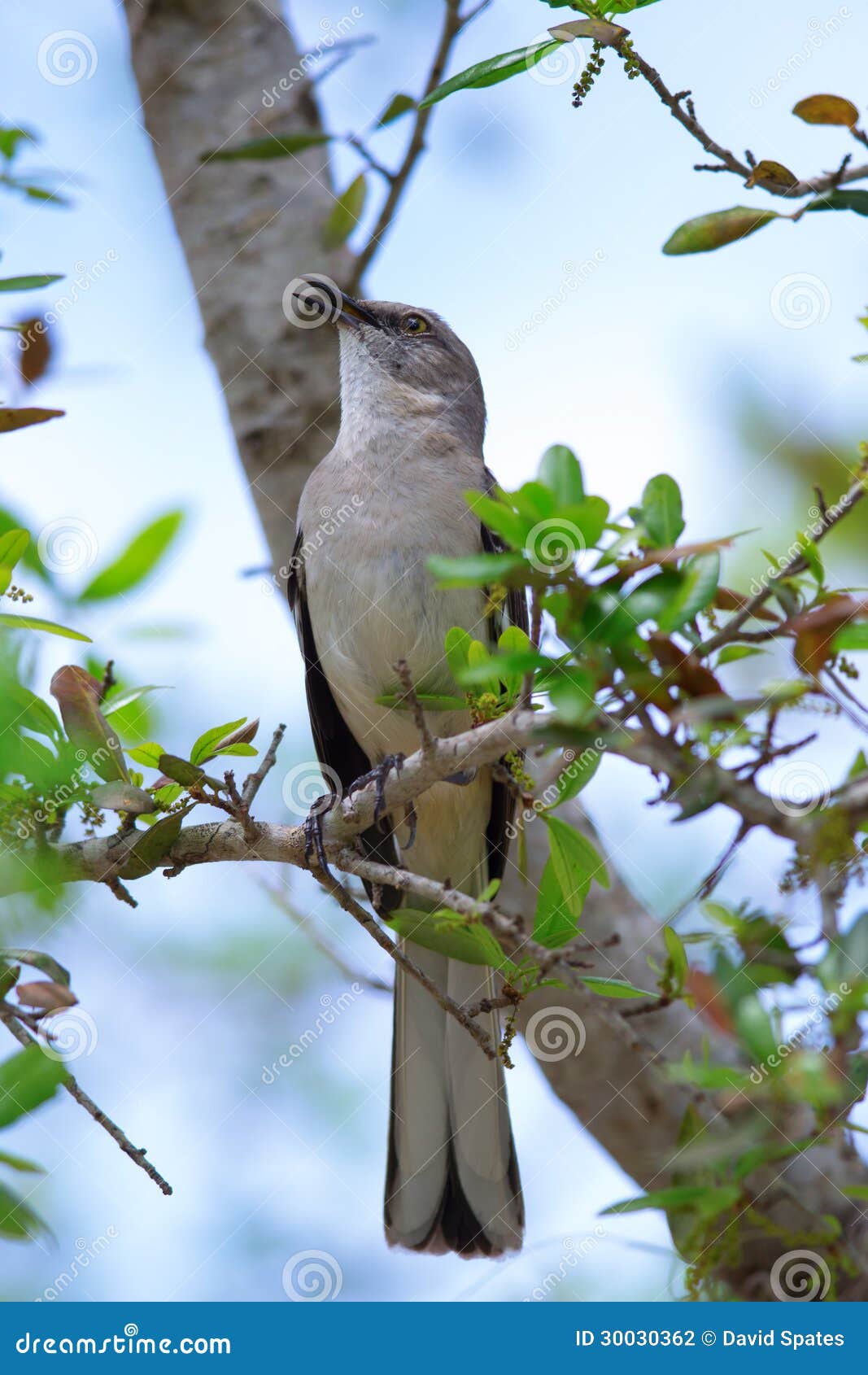 Northern Mocking Bird (Mimus Polyglottos) Singing Stock Photo - Image ...