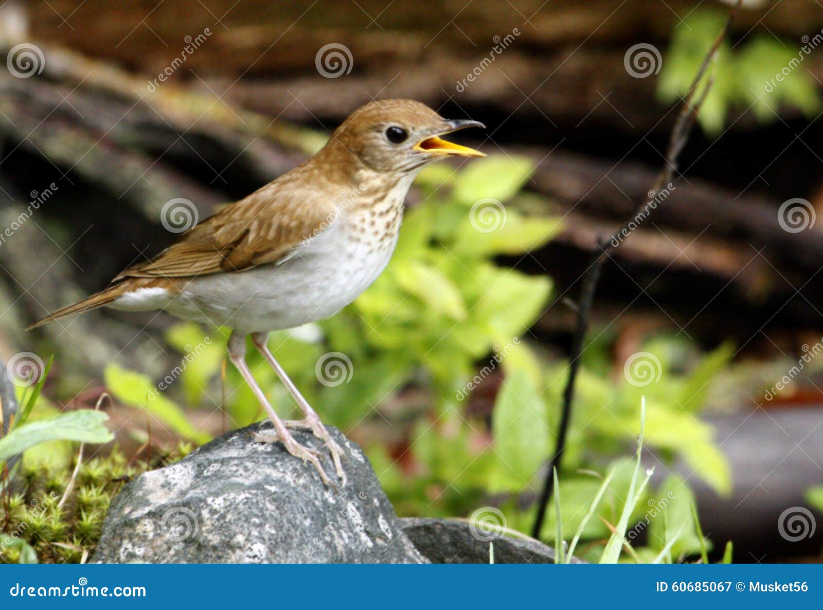 Song Bird of Spring stock image. Image of woods, wildlife - 60685067