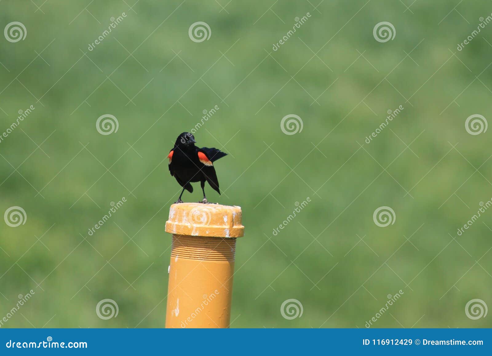 Red Wing, Song Thrush, Turdus Iliacus On A Background Of Dry Leaves ...