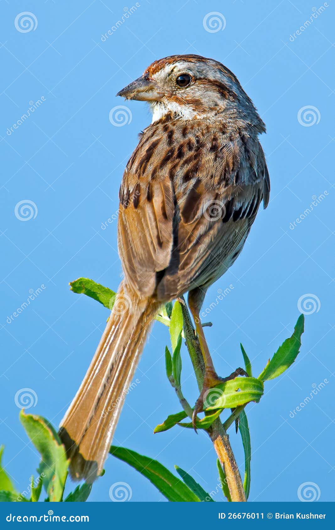 Song Sparrow stock image. Image of song, bird, wildlife - 26676011