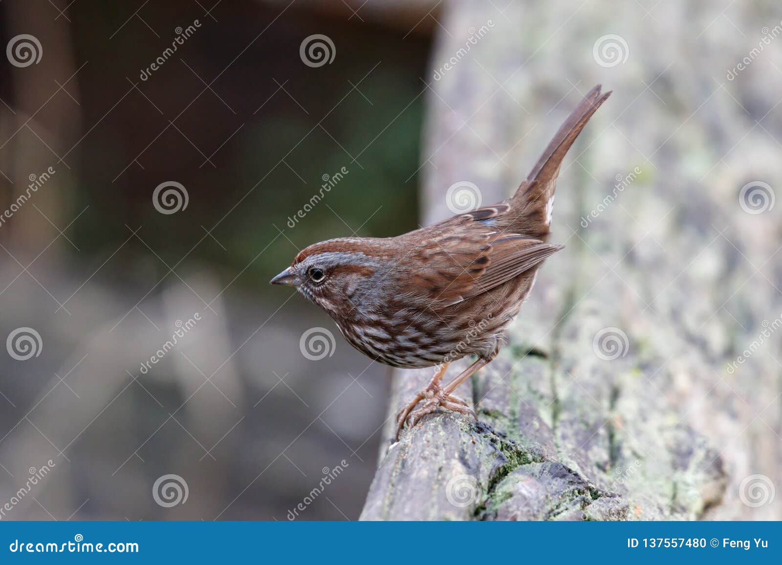 Song sparrow bird stock photo. Image of gray, canada - 137557480
