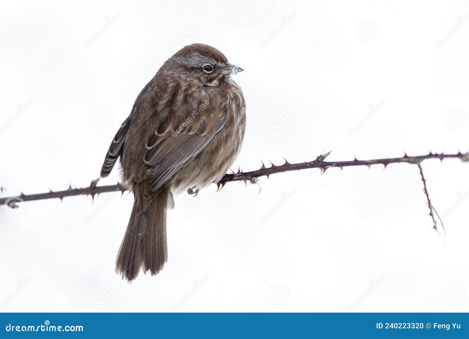 Song sparrow bird stock photo. Image of wildlife, north - 240223320