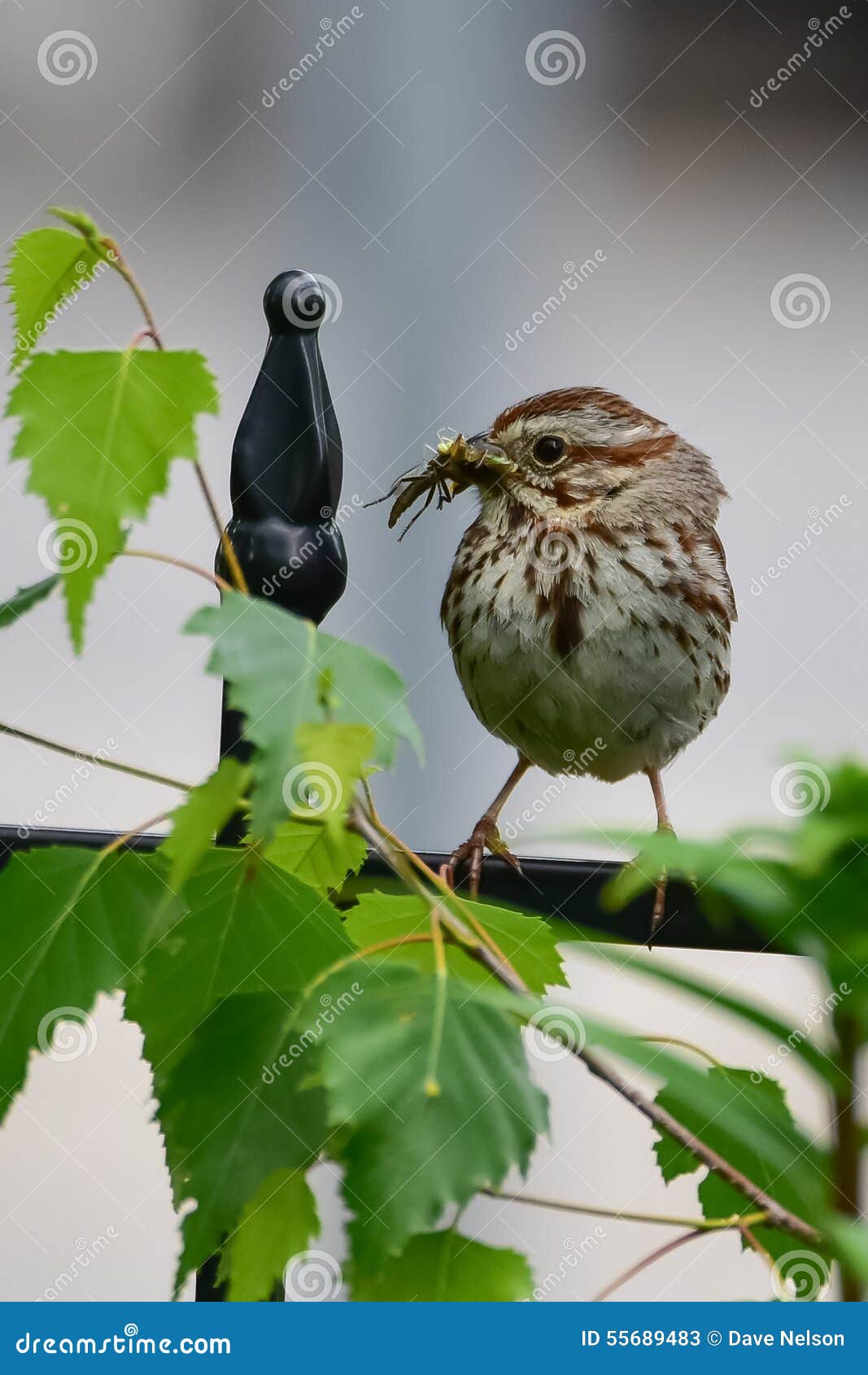 Song sparrow holding bug stock image. Image of nature - 55689483