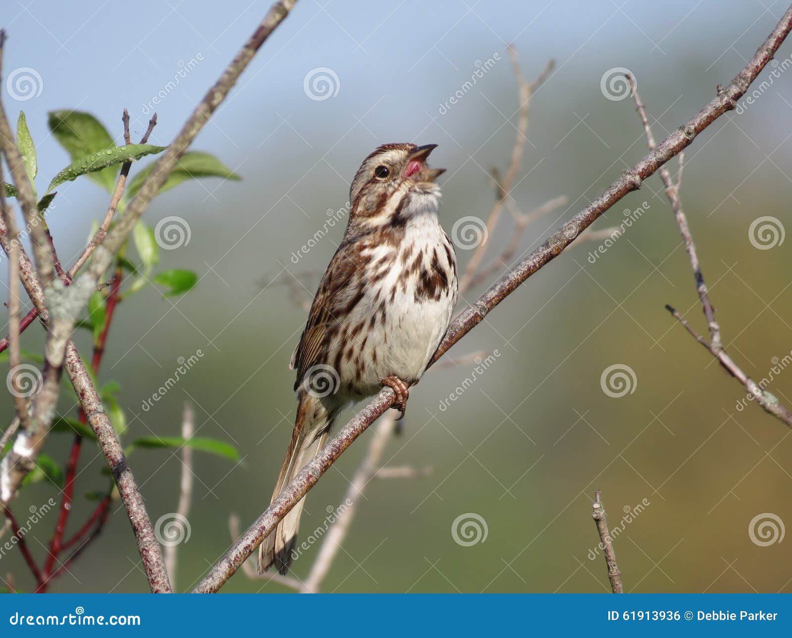 Song Sparrow stock photo. Image of meadow, wildlife, spring - 61913936