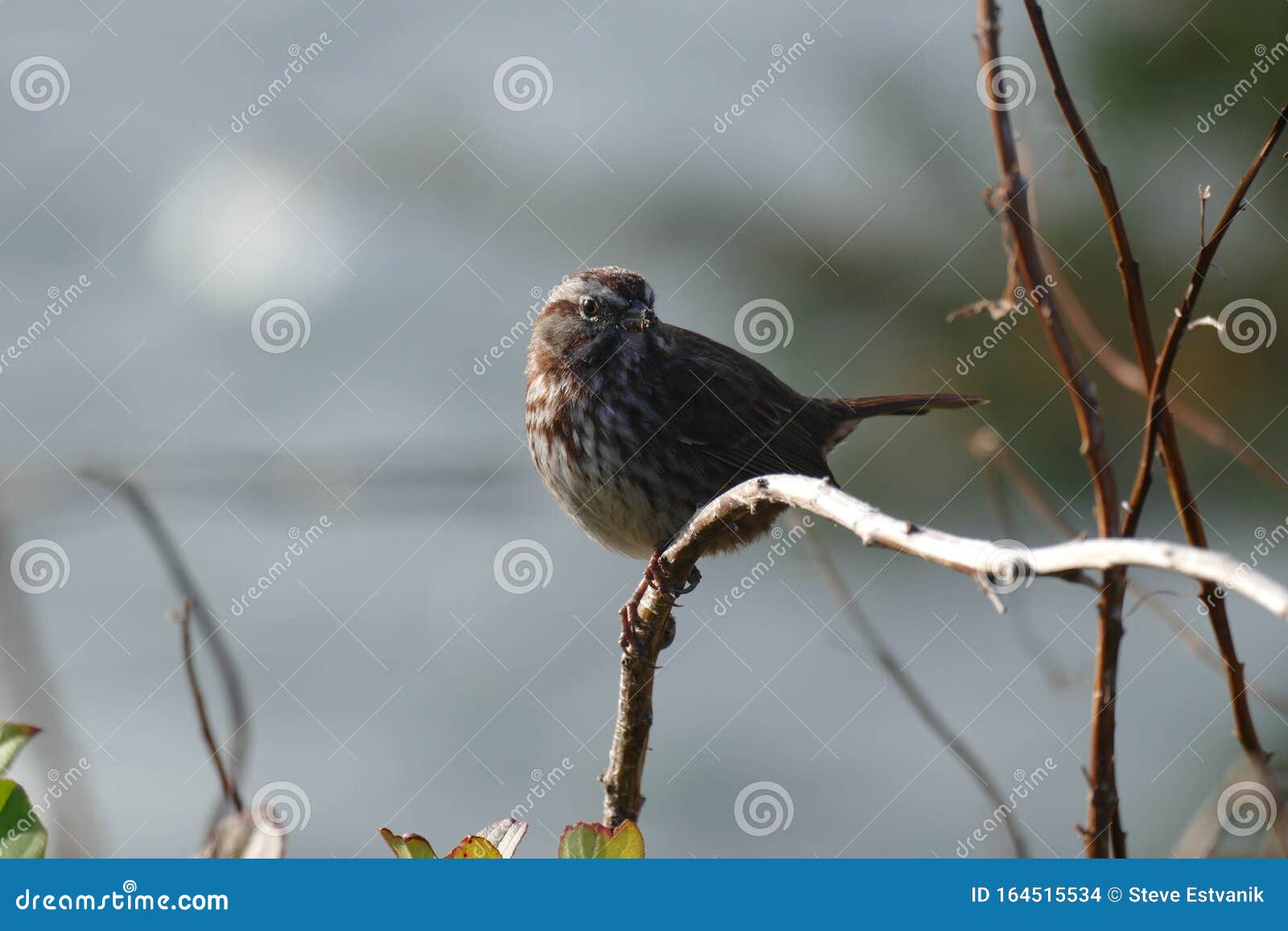 Song Sparrow on Tree Branch Stock Photo - Image of songbird, beak ...