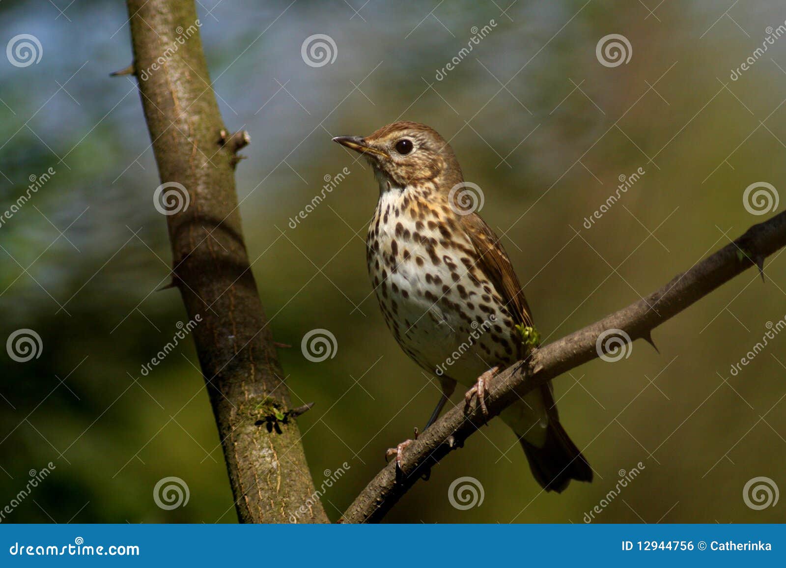 Song Thrush Singing In Tree Tops Royalty-Free Stock Photo ...