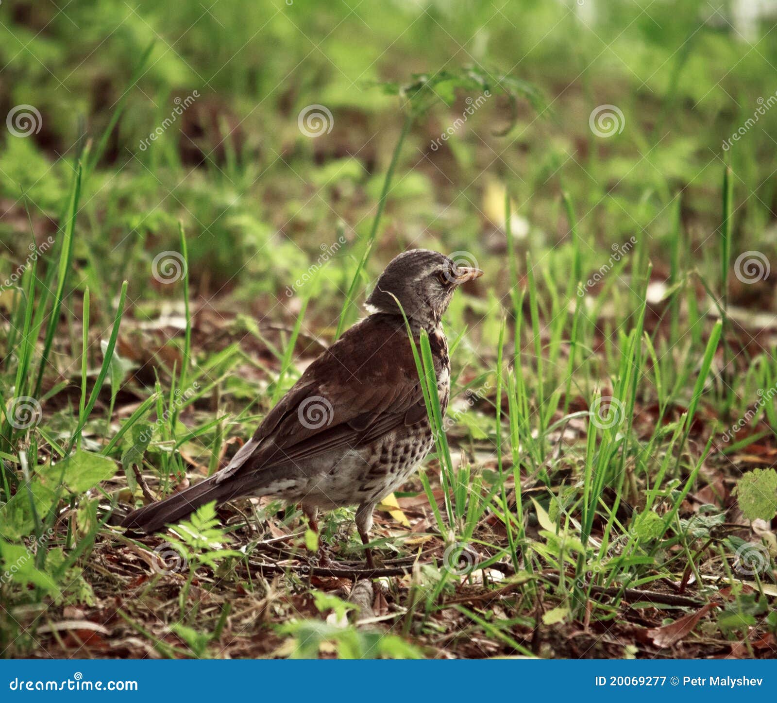 Song Thrush stock image. Image of habitat, animal, close - 20069277