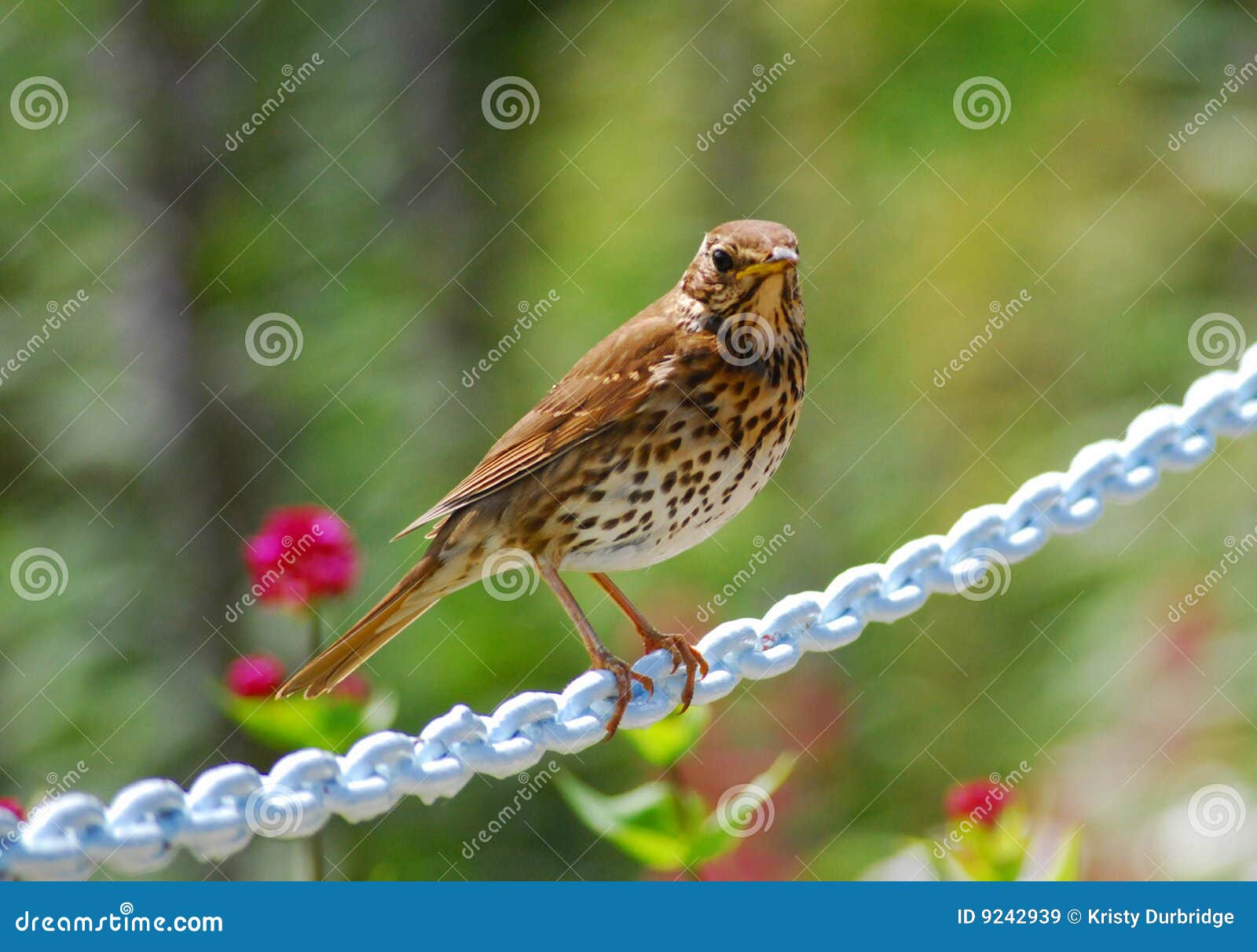 Song Thrush stock image. Image of wildlife, bird, brown - 9242939