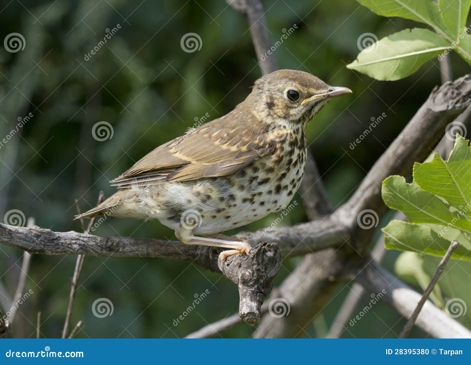 Song thrush chick. stock photo. Image of forest, mavis - 28395380