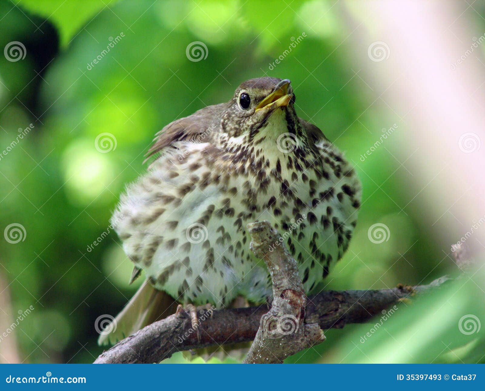 Song Thrush stock image. Image of animals, chick, branch - 35397493
