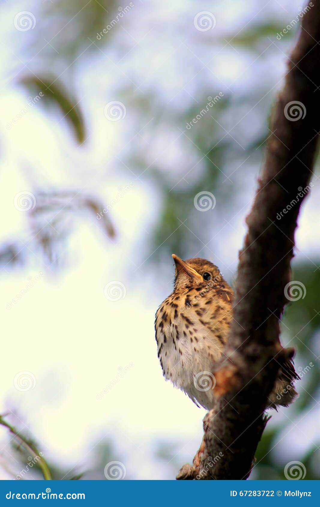 Song Thrush Fledgling stock photo. Image of roost, fledling - 67283722