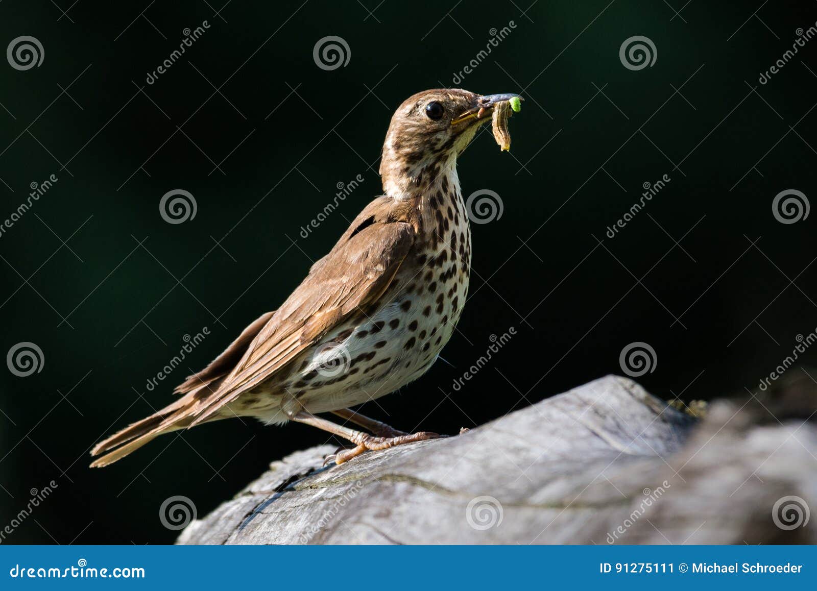 Song Thrush with Food in Beak Stock Image - Image of eating, feed: 91275111