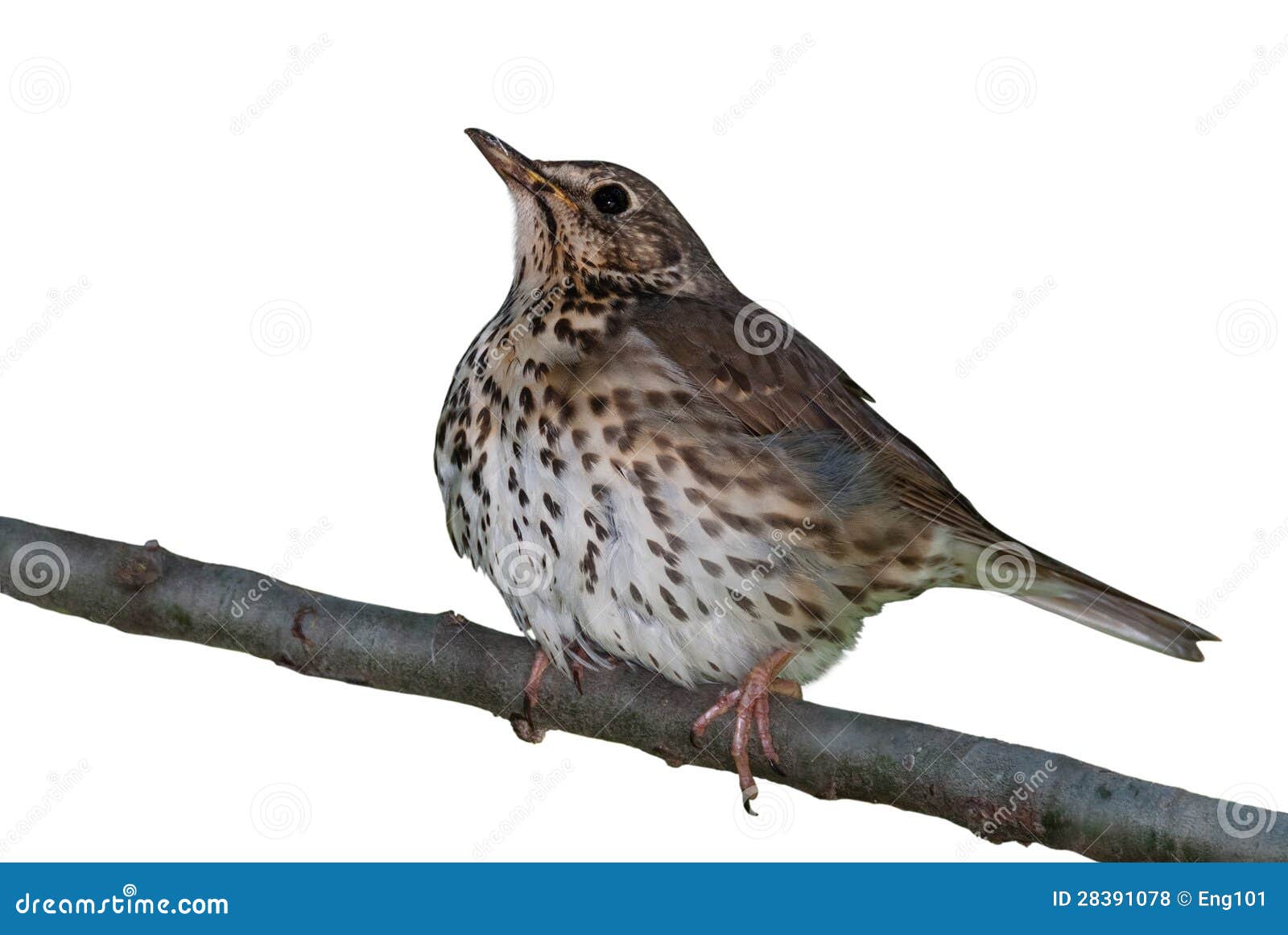Song Thrush isolated stock photo. Image of songbird, spotted - 28391078
