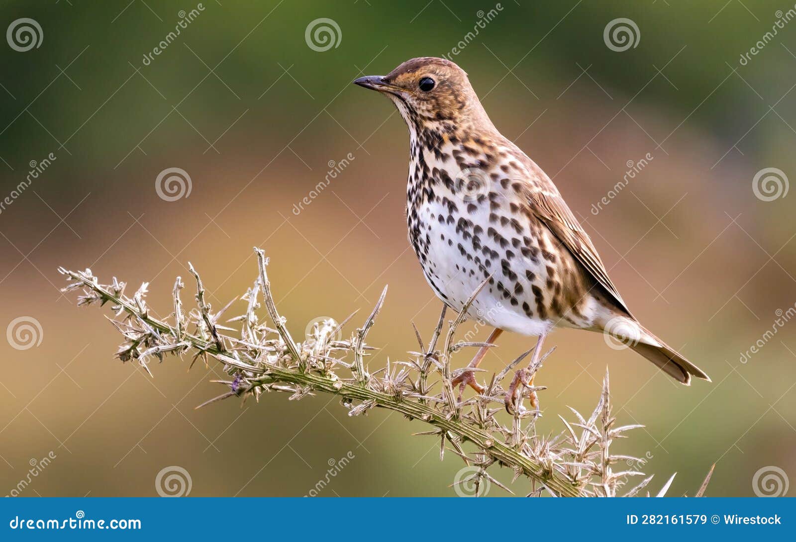 Song Thrush Perching on Tree Branch Stock Image - Image of feathers ...