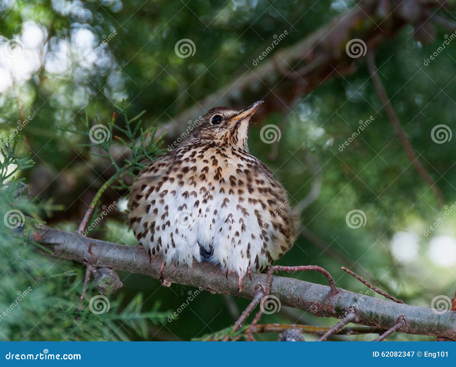 Song thrush ruffled up stock image. Image of bird, philomelos - 62082347