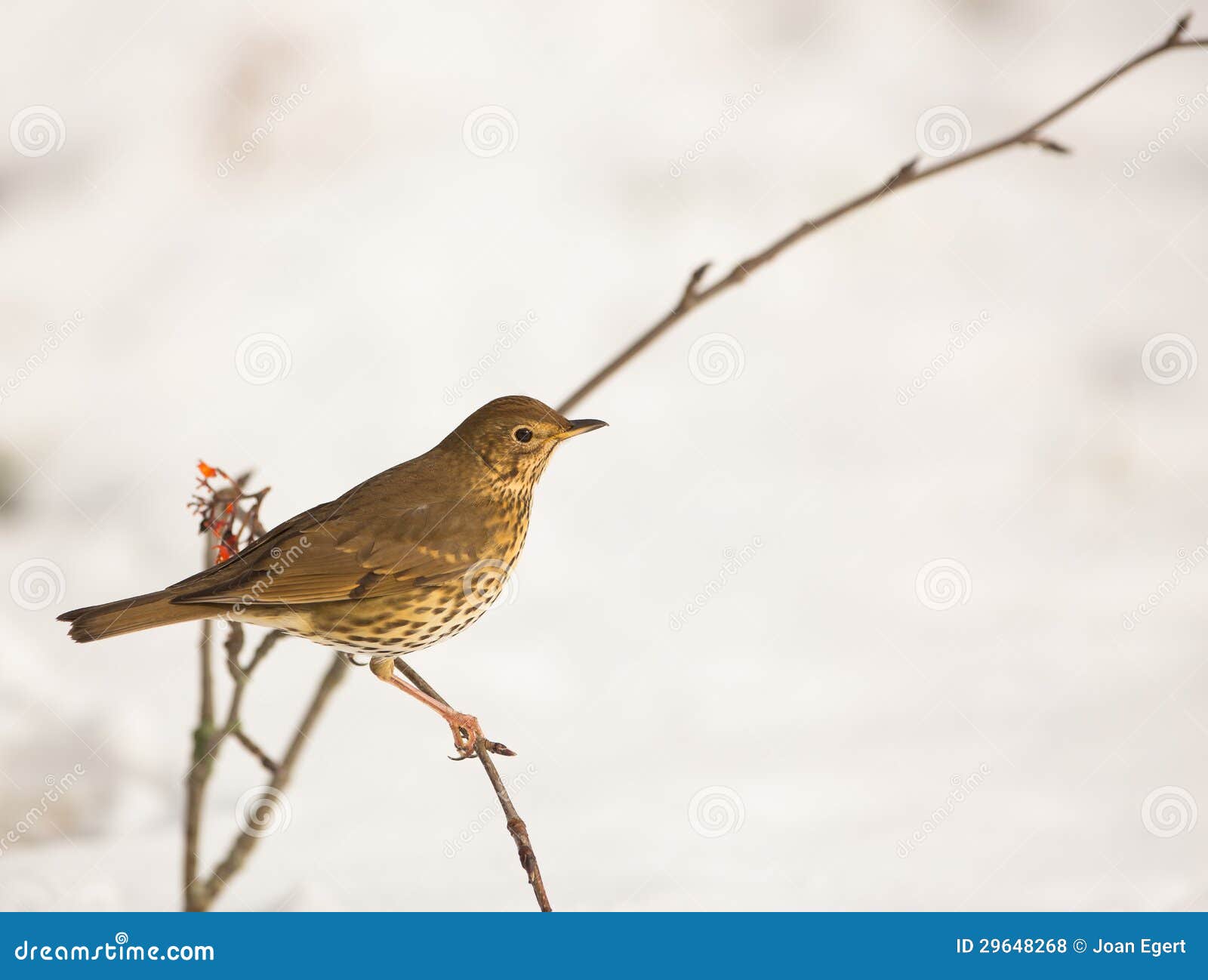 Song Thrush with snow stock photo. Image of natural, iberian - 29648268