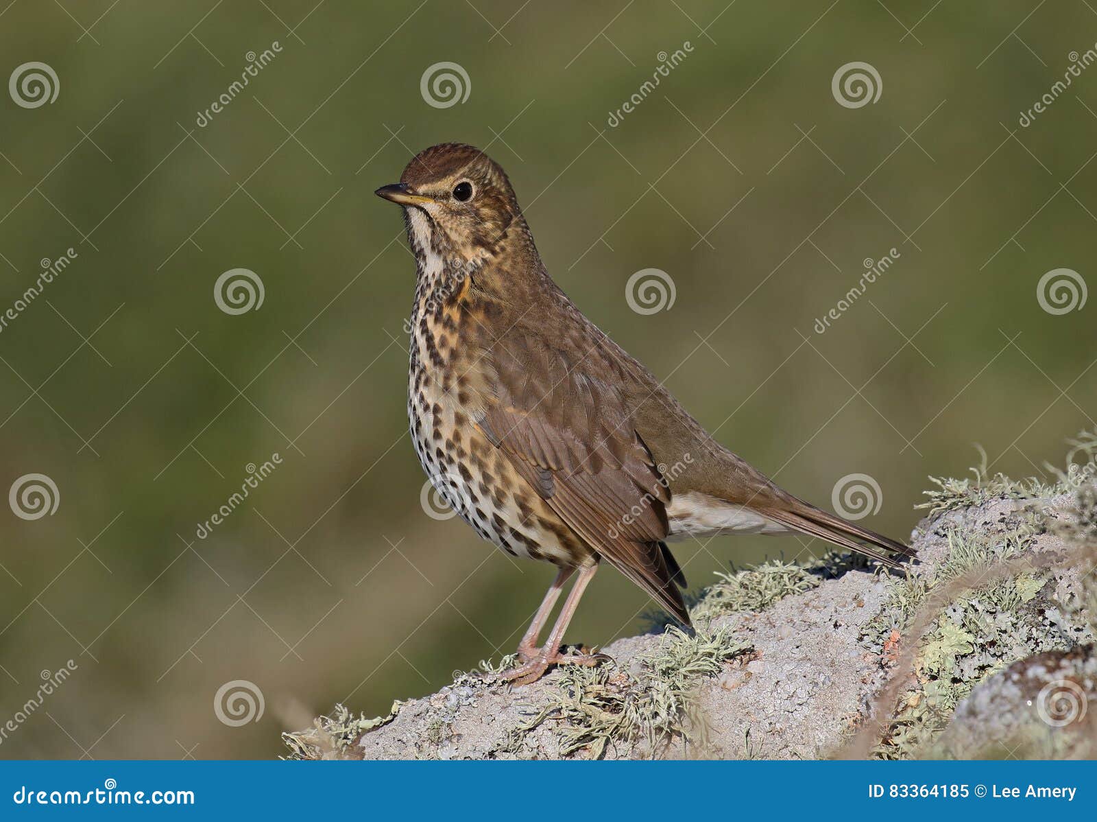 Song Thrush stock image. Image of flight, feathers, british - 83364185