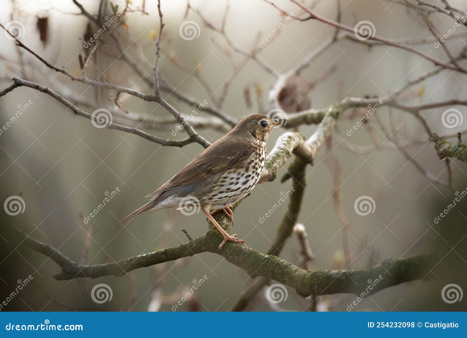 Song Thrush - Turdus Philomelos - a Medium-sized Bird with a Spotted ...