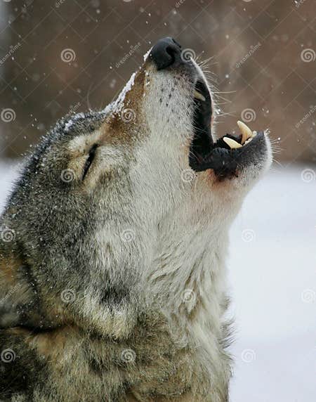 Song of the wolf stock image. Image of depressed, mammal - 2131303