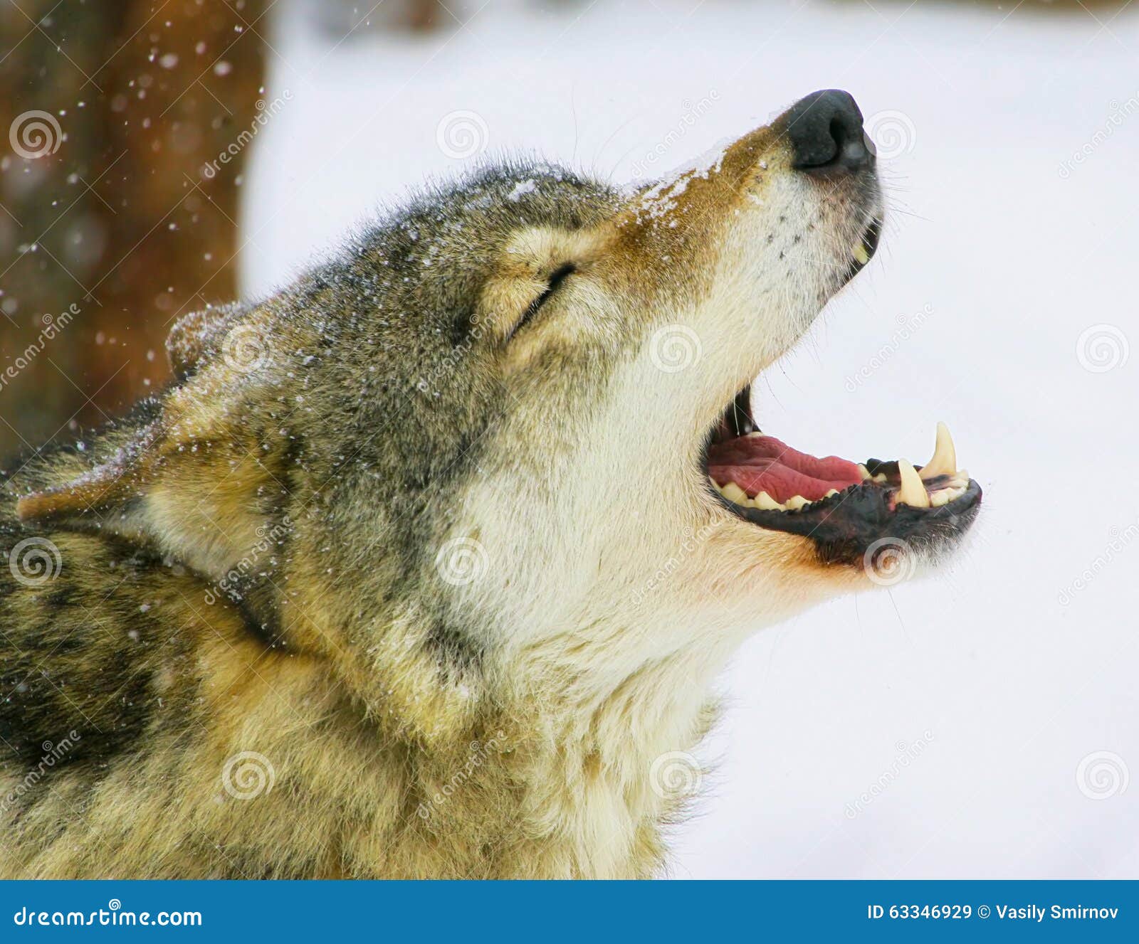 Song Wolf Full Face View. A Wolf Female Wolf Howls Howling, Screaming ...
