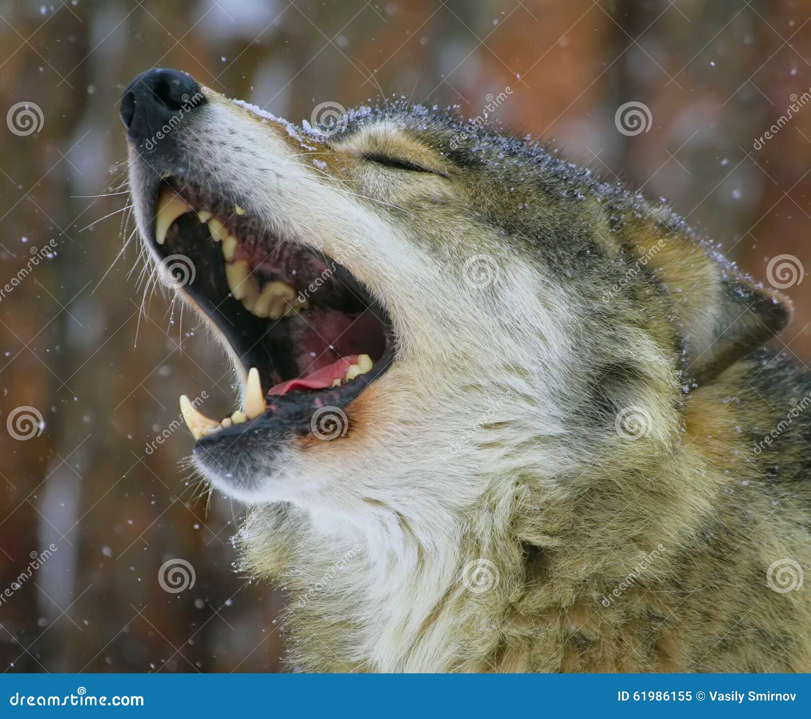 Song Wolf Full Face View. A Wolf Female Wolf Howls Howling, Screaming ...