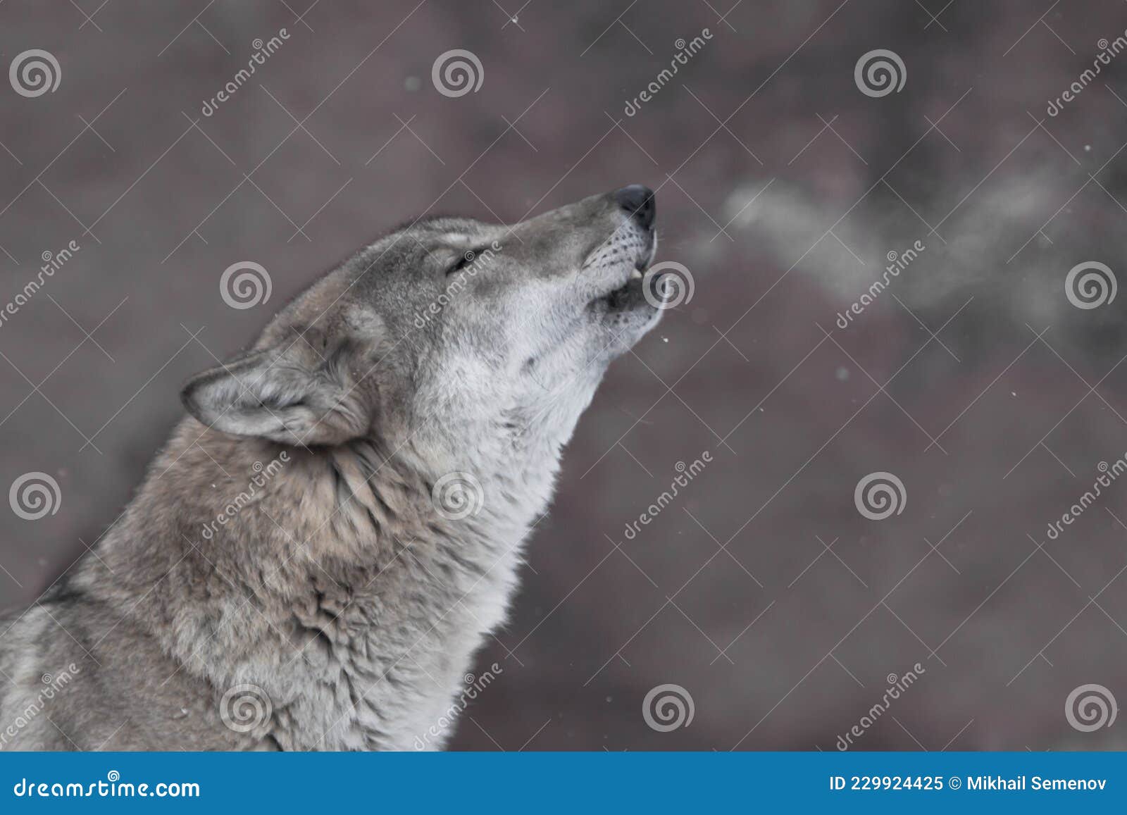 Song Wolf Full Face View. A Wolf Female Wolf Howls Howling, Screaming ...