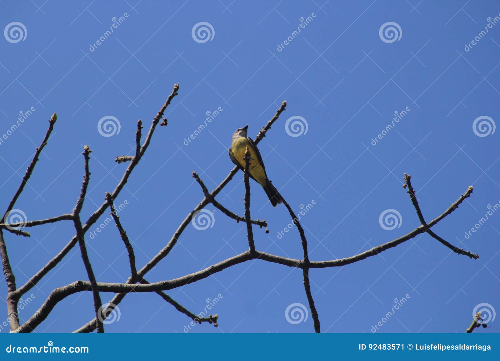 Songbird on dry branch stock image. Image of colombia - 92483571