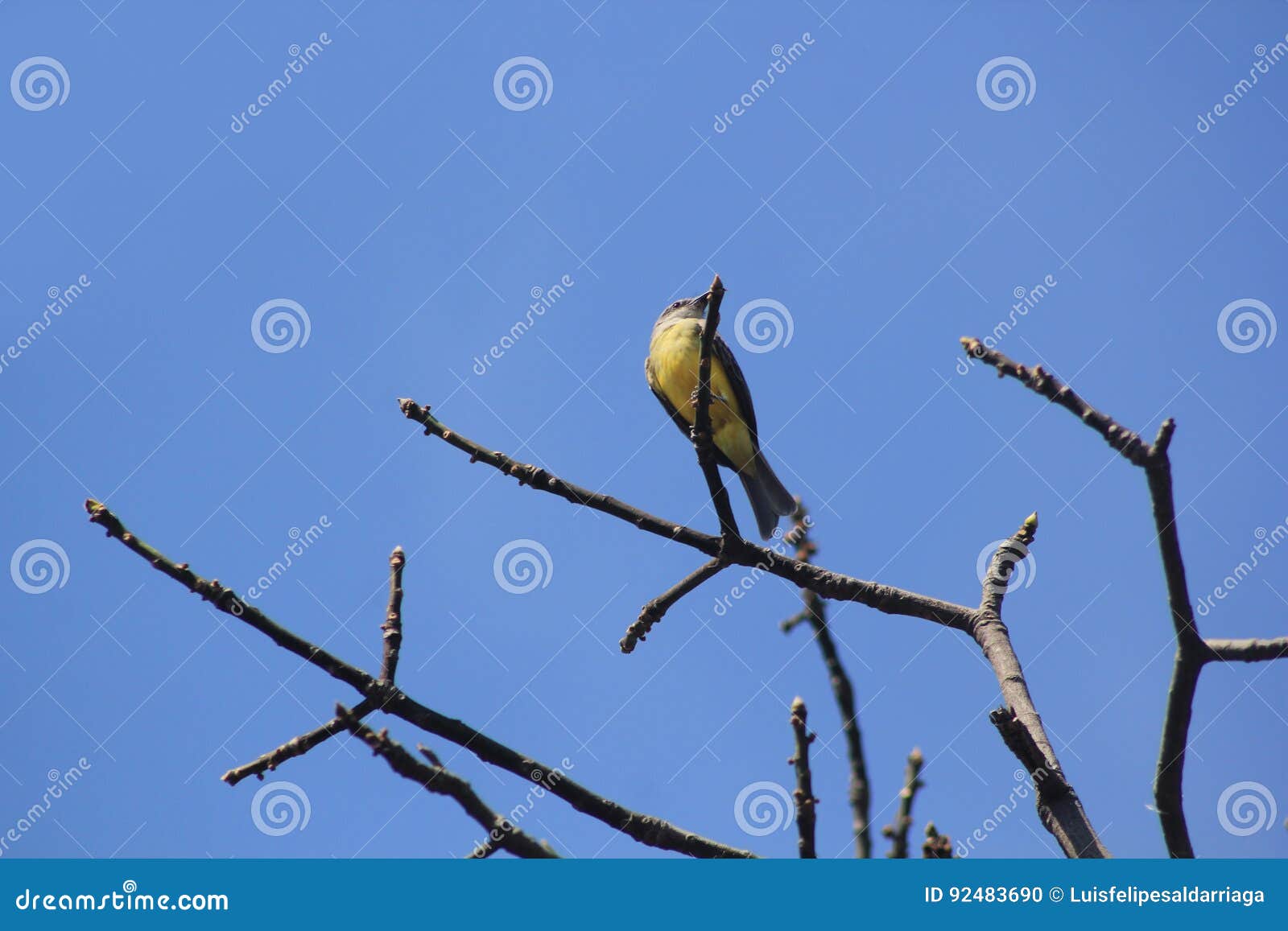 Songbird on dry branch. stock photo. Image of large, culture - 92483690