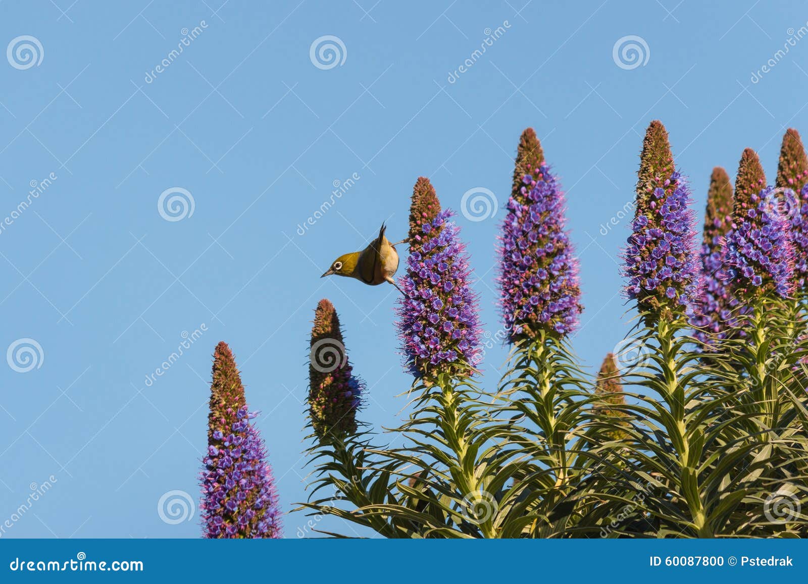 Songbird Feeding on Flowers Stock Photo - Image of garden, echium: 60087800