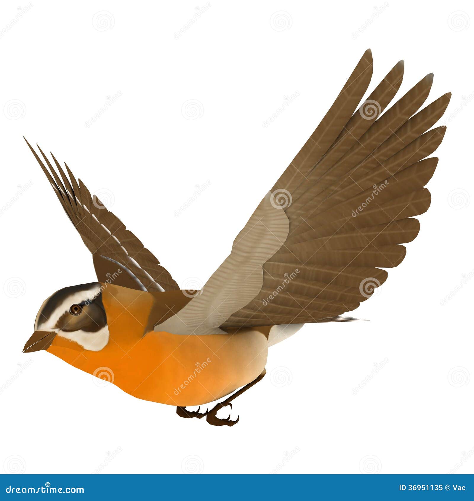 Songbird Grosbeak stock illustration. Illustration of outdoors - 36951135