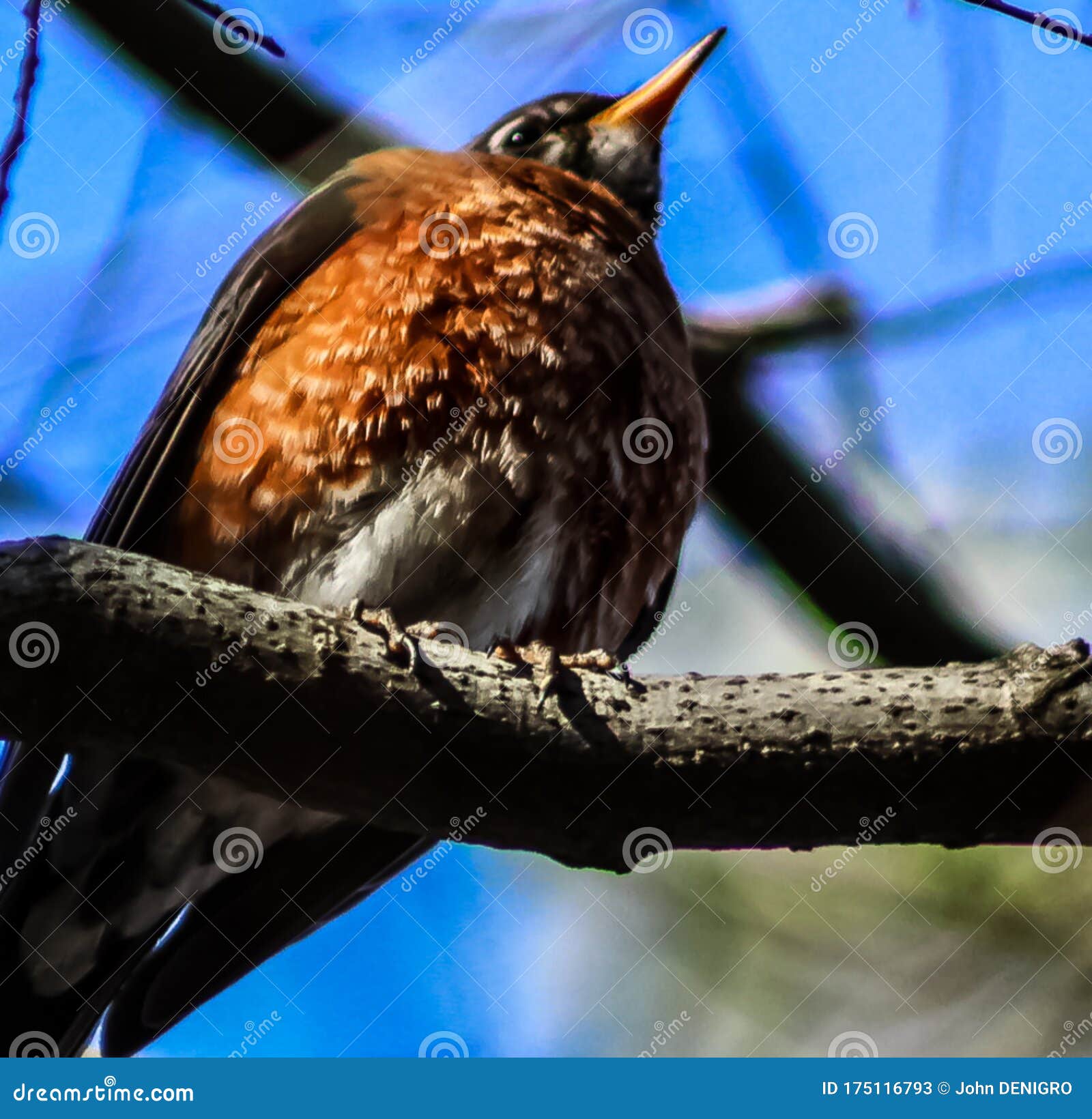 Songbird stock image. Image of songbird, resting, tree - 175116793