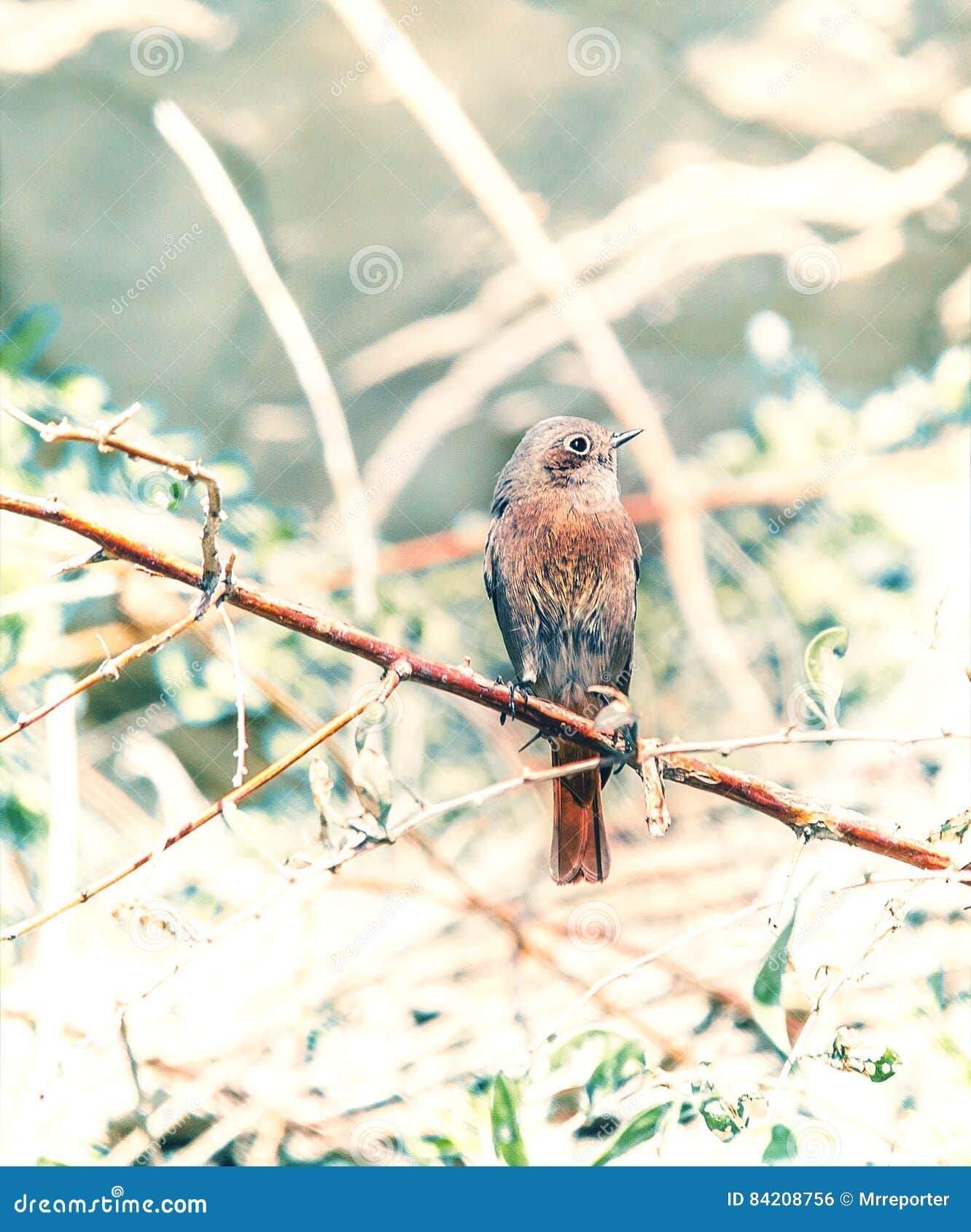 Songbirds foto de archivo. Imagen de cubo, observar, perca - 84208756