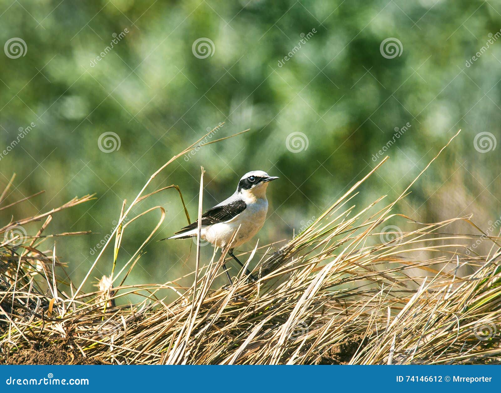 Songbirds stock photo. Image of chat, ornithology, wheatear - 74146612