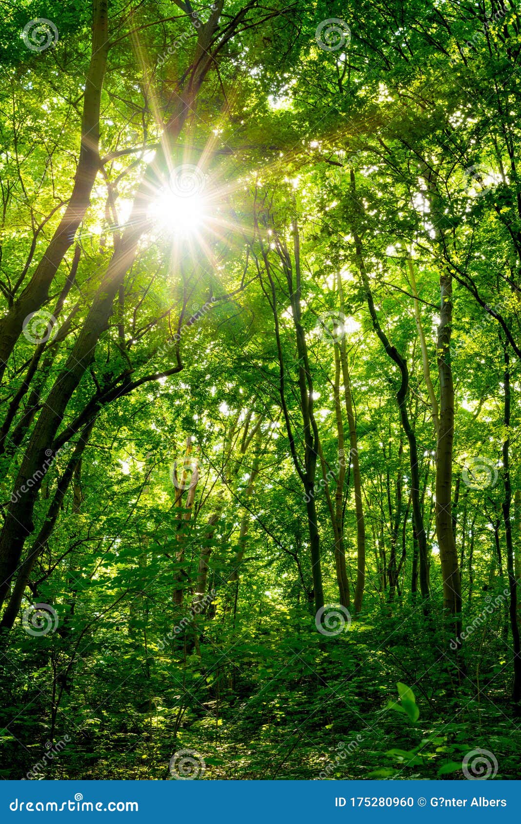 Sunlit forest stock photo. Image of vacant, flare, dense - 175280960