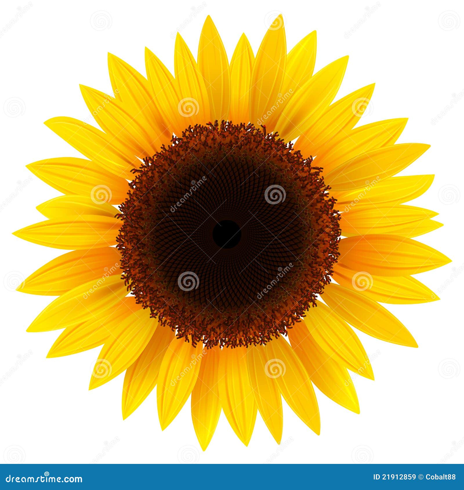 Sonnenblume vektor abbildung. Illustration von frech - 21912859