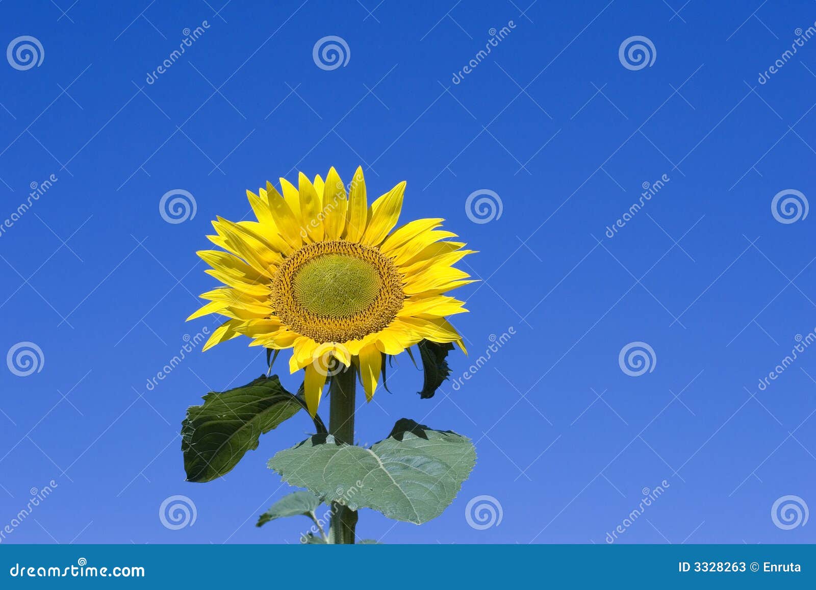 Sonnenblume Und Blauer Himmel Stockbild - Bild von bunt, gärtnern: 3328263