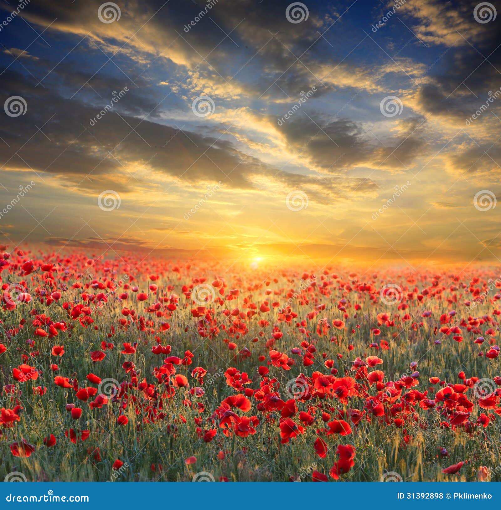 Sonnenuntergang über Mohnblumenfeld Stockfoto - Bild von sonne, wolke ...