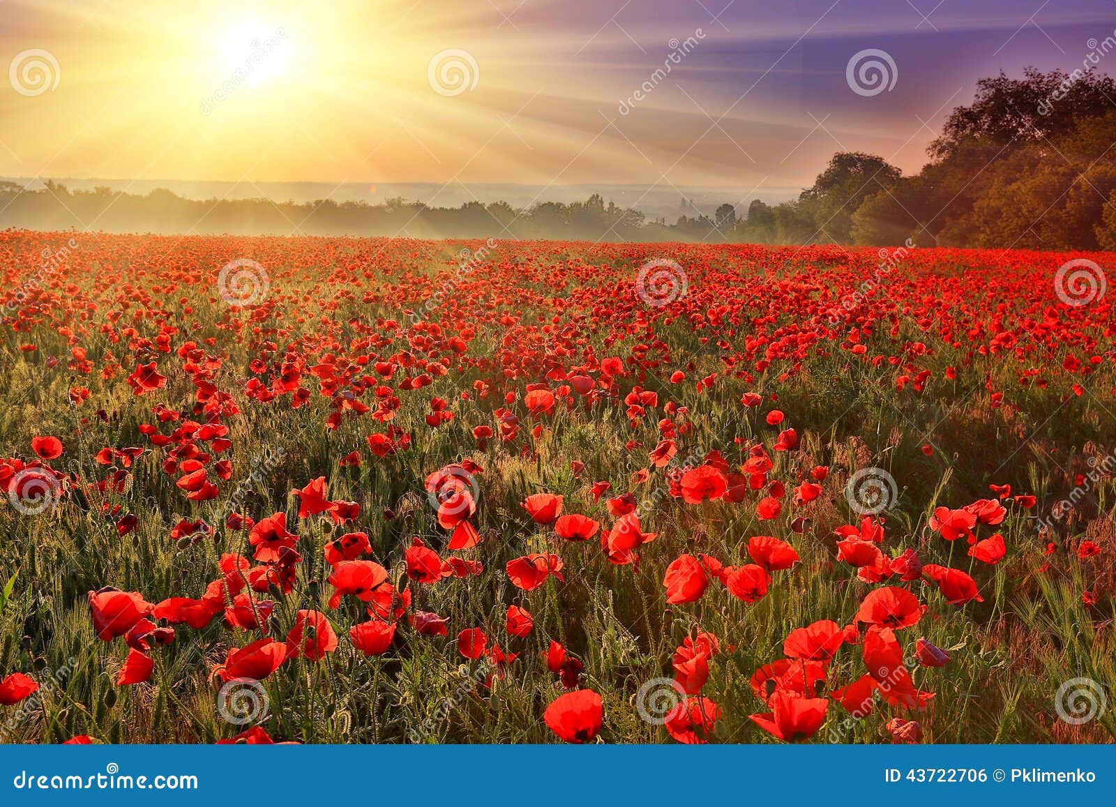 Sonnenuntergang über Mohnblumenfeld Stockfoto - Bild von blau, wolke ...